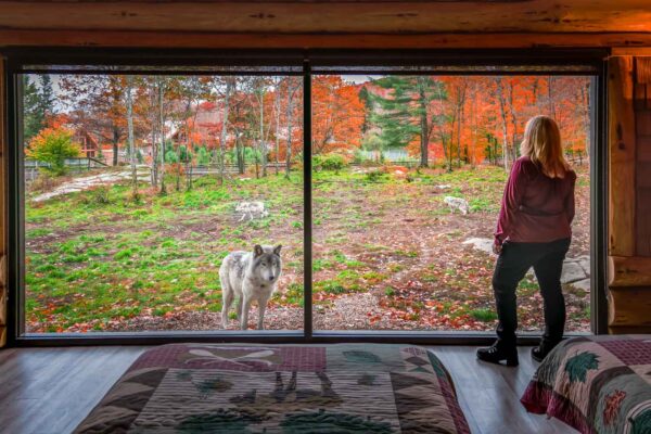 Experience Wolf Encounters at Parc Omega’s Unique Cabins | Go Travel Daily